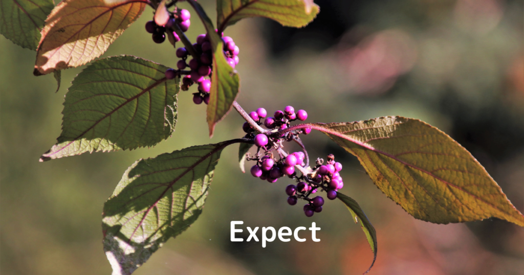 expect の使い方 | ガマ343 ブログ